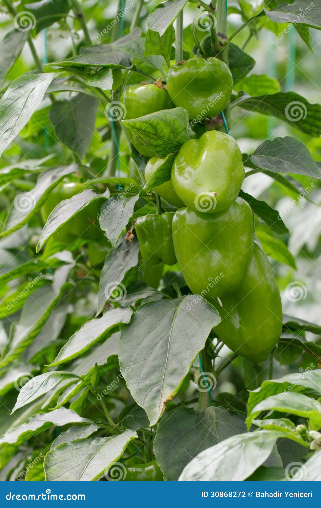 Pepper Crop stock photo. Image of nature, branch, unripe - 30868272