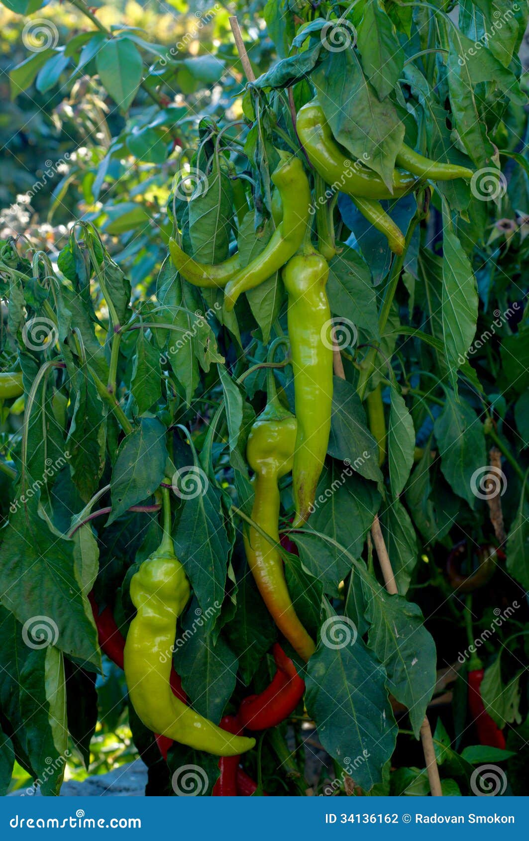 Pepper cultivation stock photo. Image of couple, cousin - 34136162