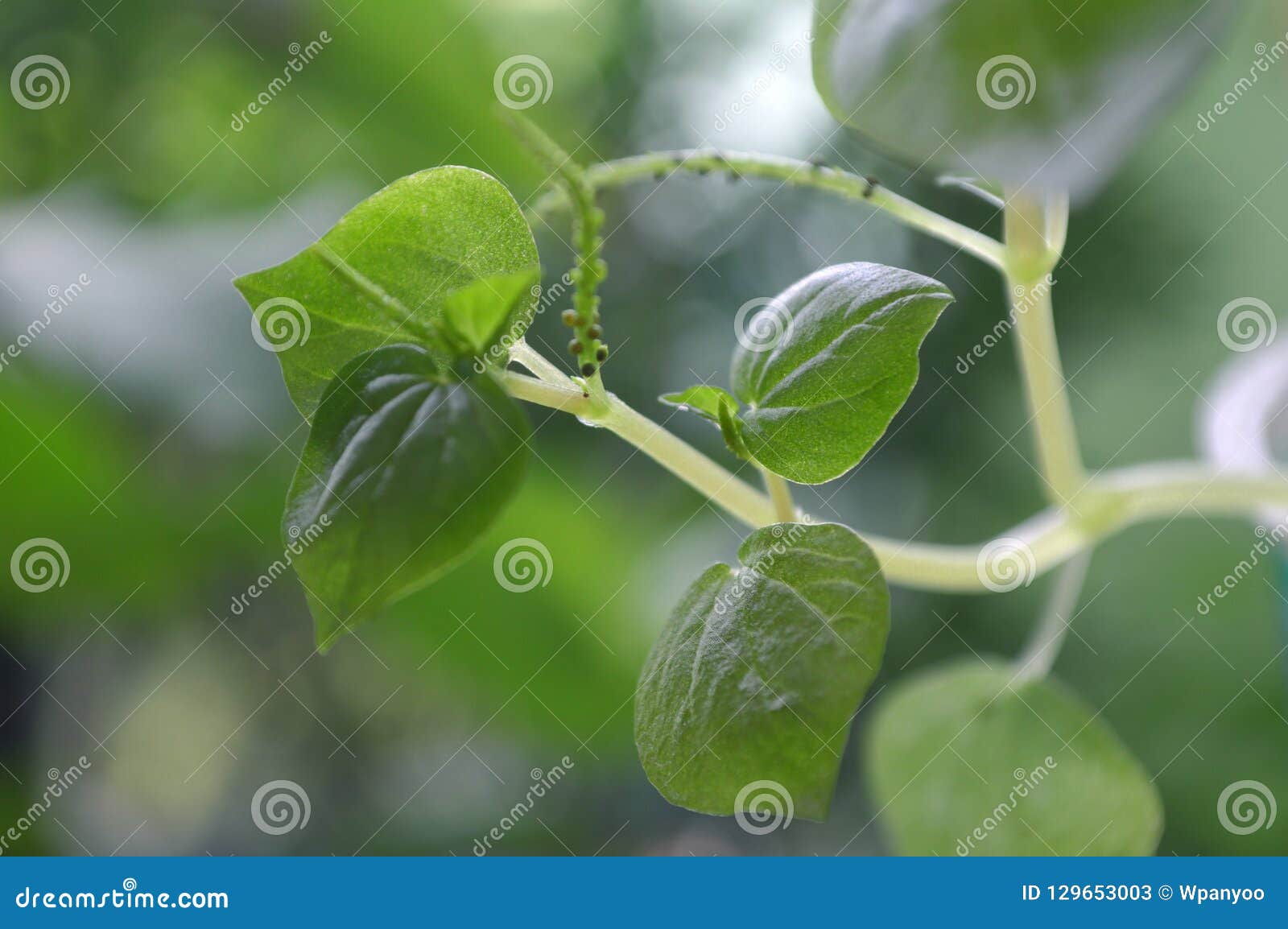 Pepper Elder, Peperomia Pellucida Stock Image - Image of bush, fruiting ...