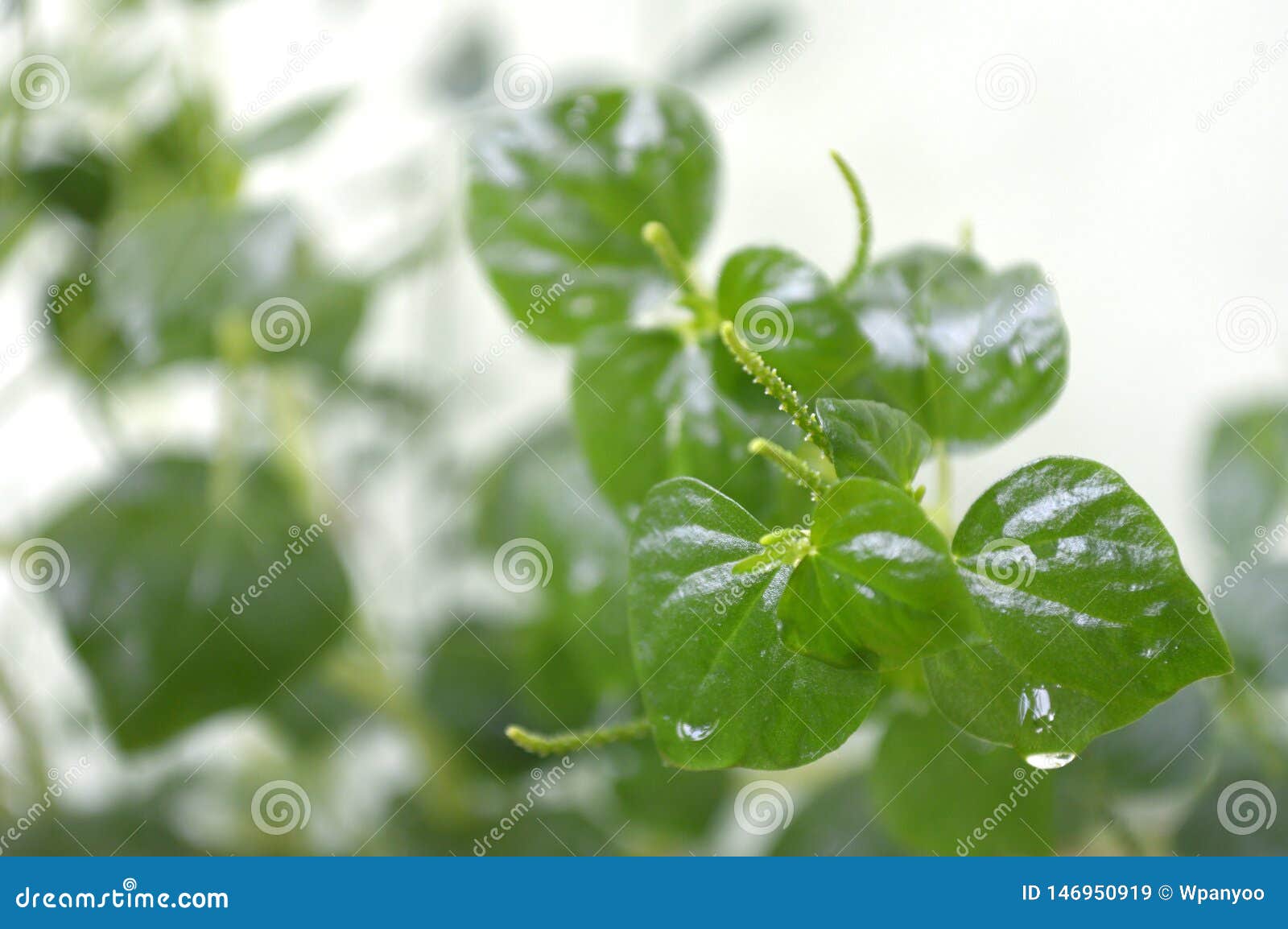 Pepper Elder, Peperomia Pellucida Stock Image - Image of asian, bush ...