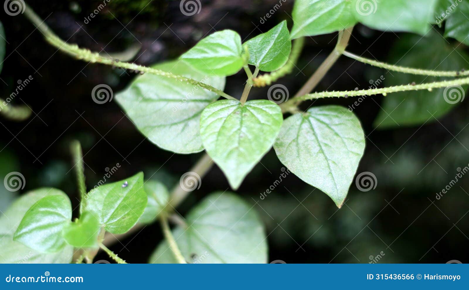 Pepper elder plant stock photo. Image of pepper, prenetaria - 315436566