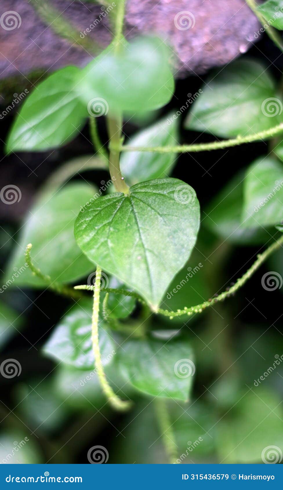 Pepper elder plant stock image. Image of clearweed, peperomia - 315436579
