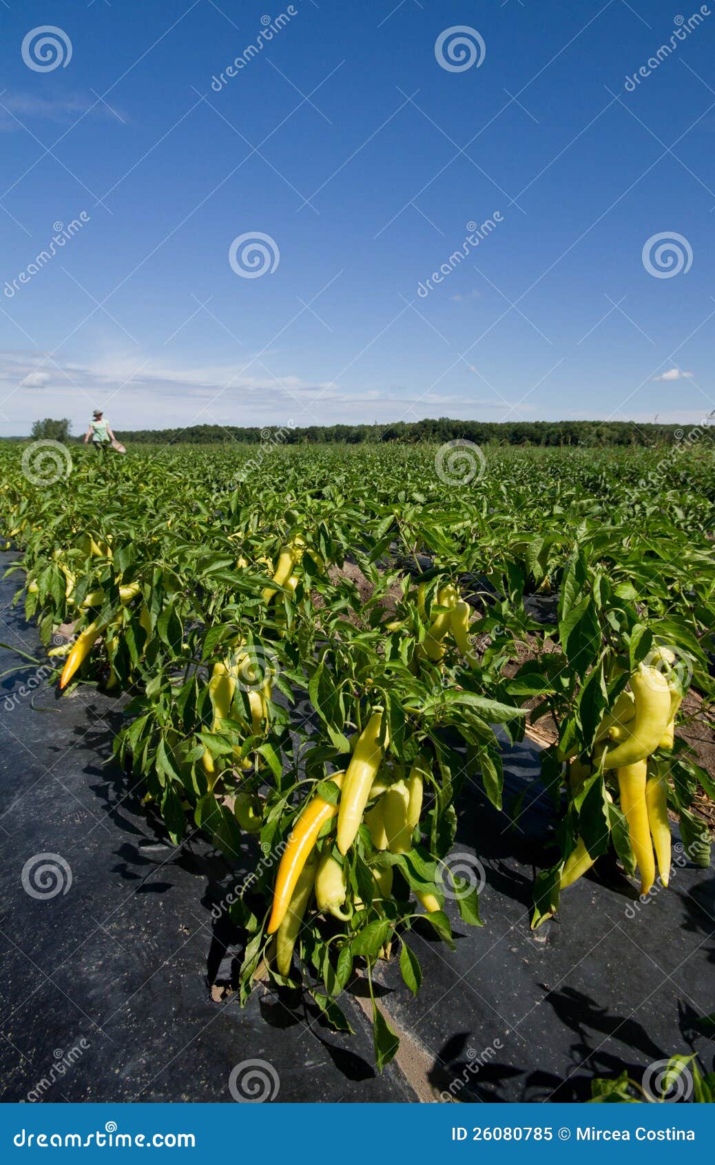 Pepper farm stock image. Image of blue, bell, rows, backgrounds - 26080785