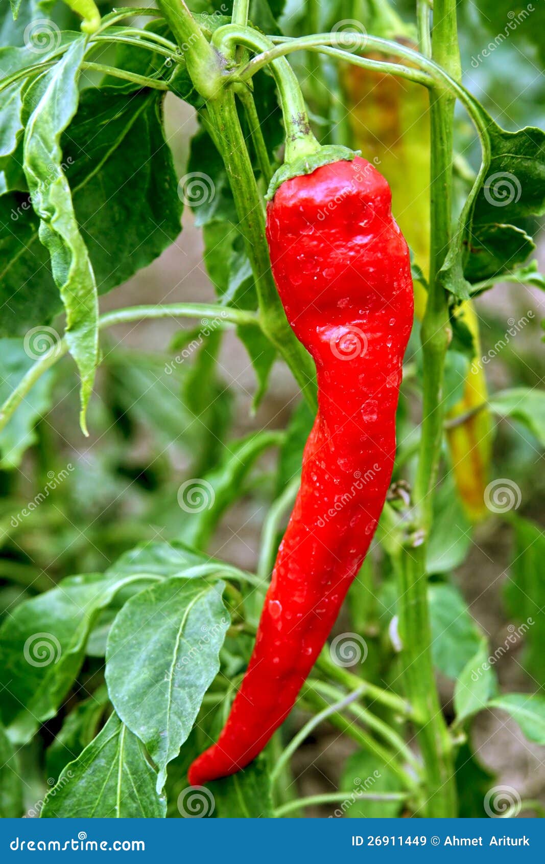 Pepper in field stock image. Image of branch, dieting - 26911449