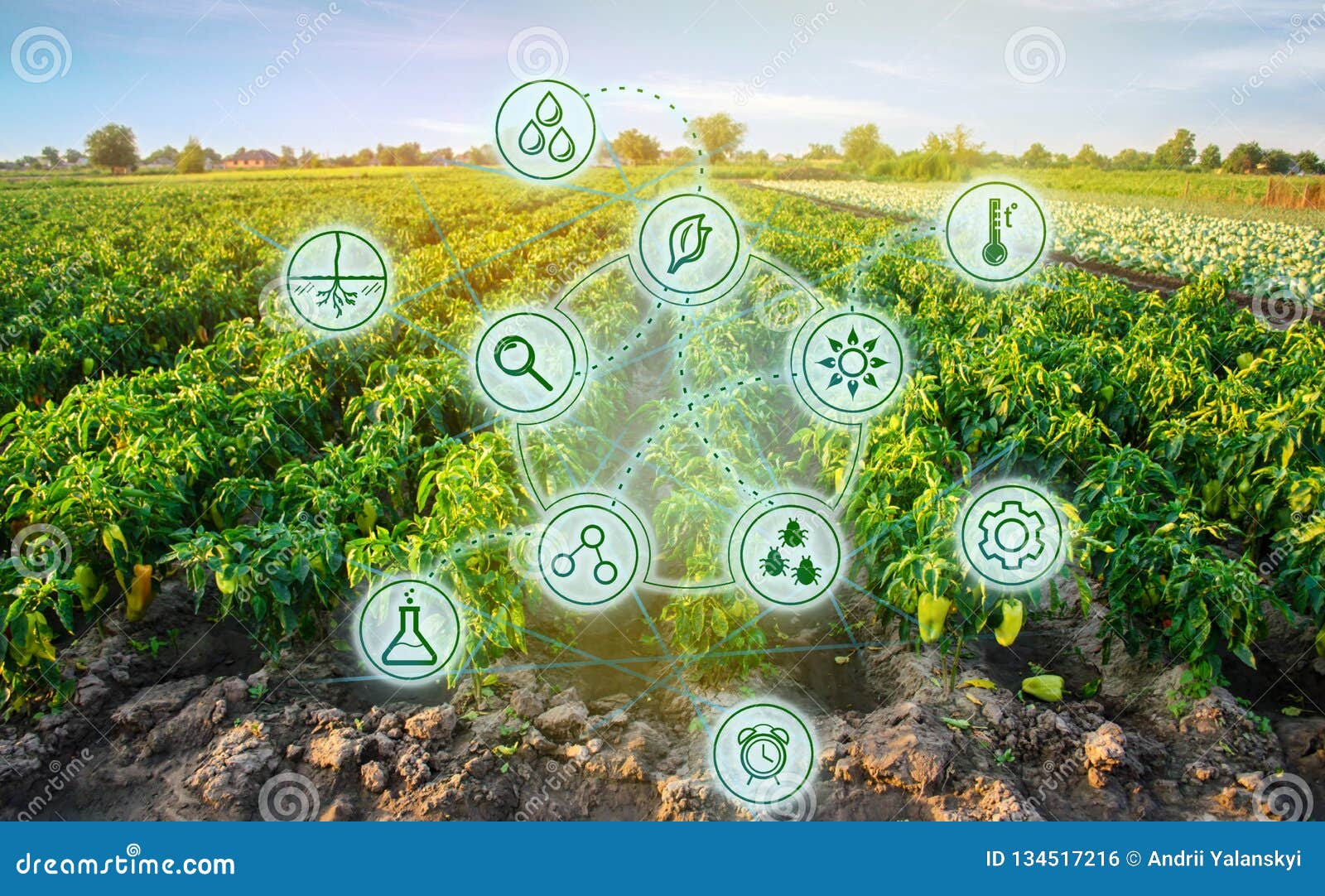 Pepper in the Field. Scientific Work and Development of New Methods and ...