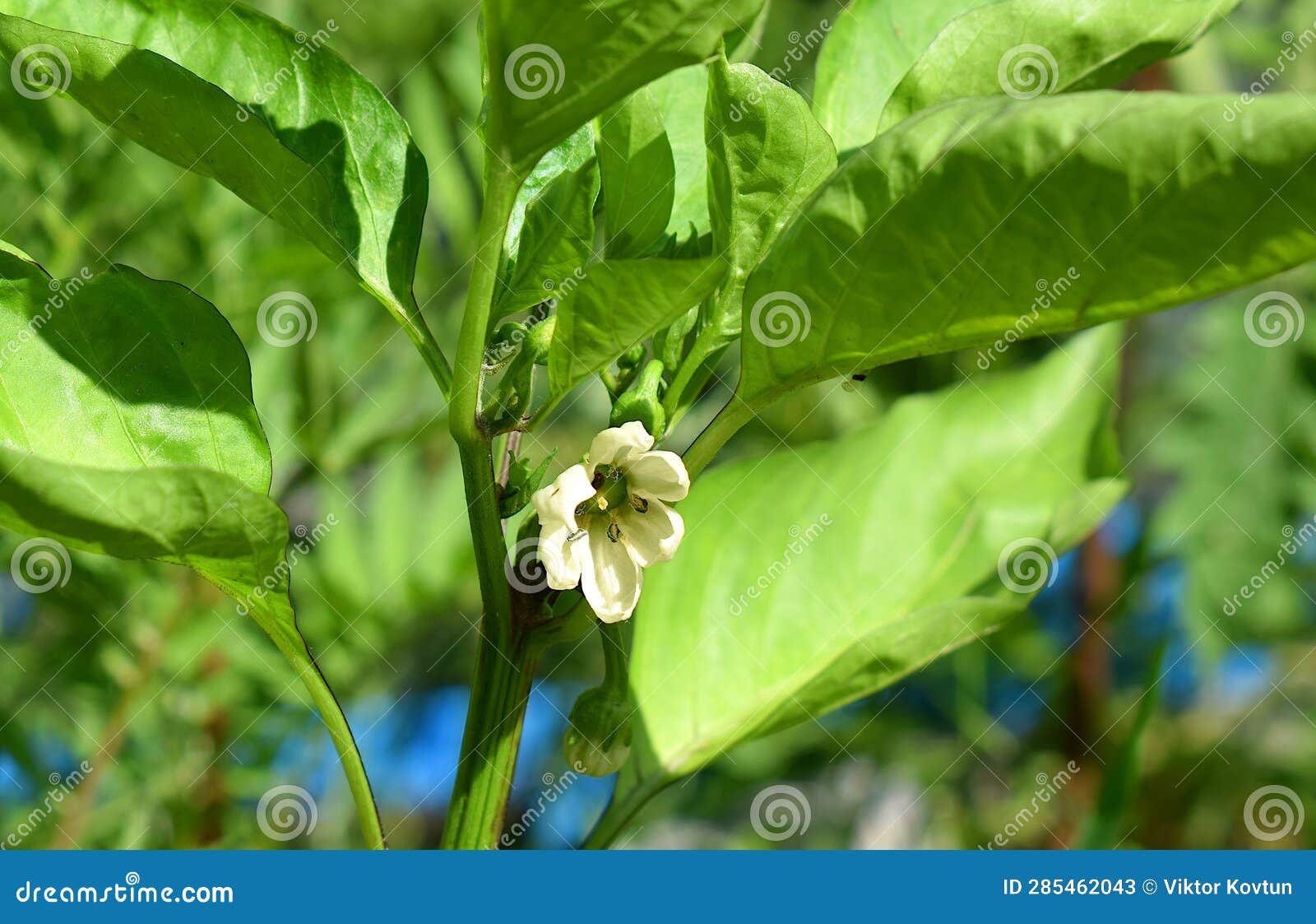 Pepper Flower Close-up in the Vegetable Garden Stock Image - Image of ...