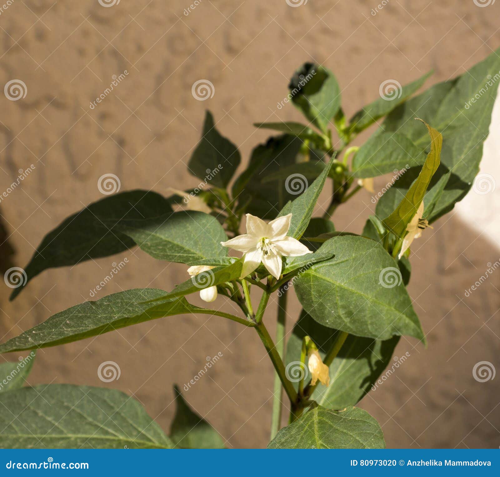 Pepper flower stock photo. Image of industry, close, closeup - 80973020
