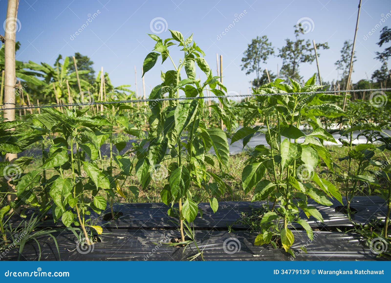 Pepper garden. stock image. Image of closeup, herbal - 34779139