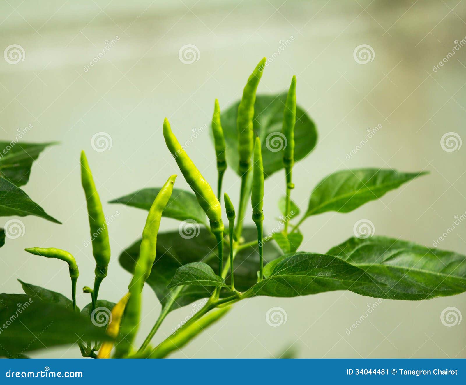 Pepper stock image. Image of vegetarian, pepper, natural - 34044481
