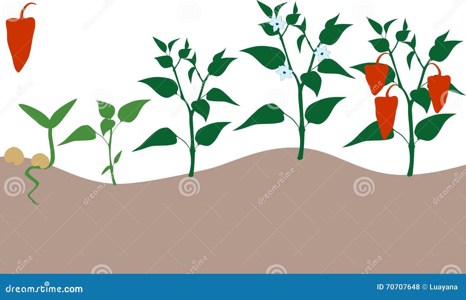 Pepper growing stage stock vector. Illustration of life - 70707648
