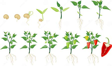Pepper growing stage stock vector. Illustration of growing - 70707863