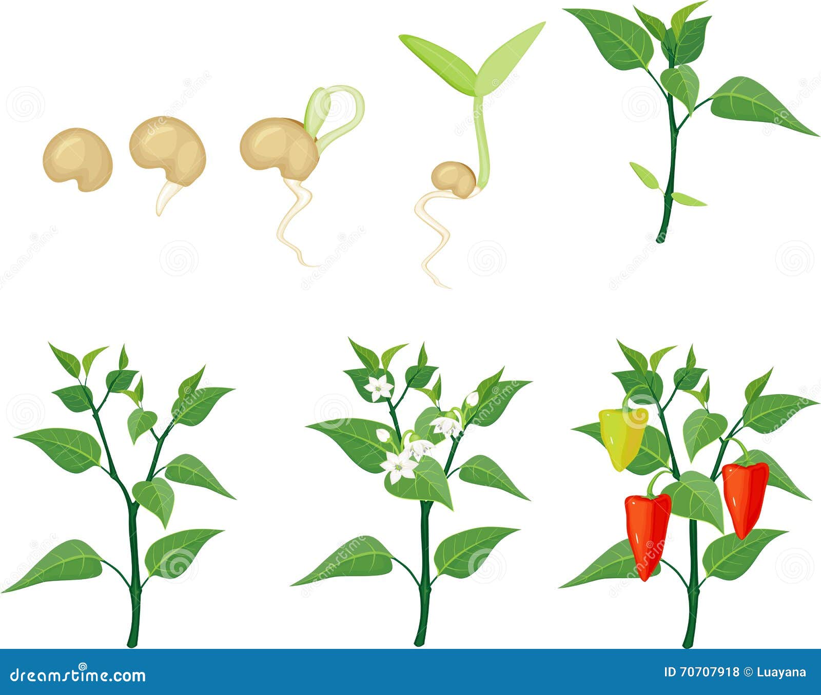 Pepper growing stage stock vector. Illustration of crop - 70707918