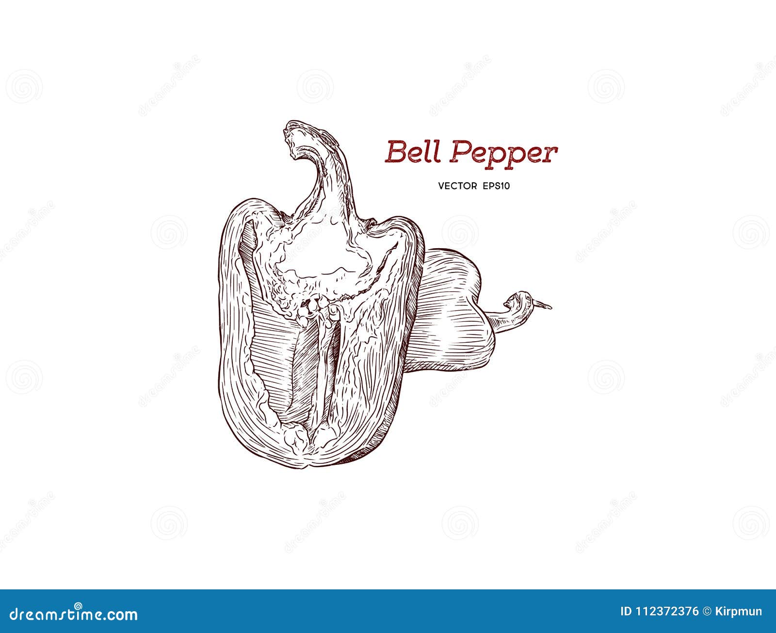 Pepper Hand Drawn Vector Set. Stock Vector - Illustration of drawing ...