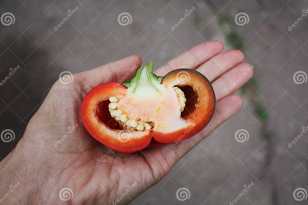 Pepper in hand stock photo. Image of meal, paprika, healthy - 102549314