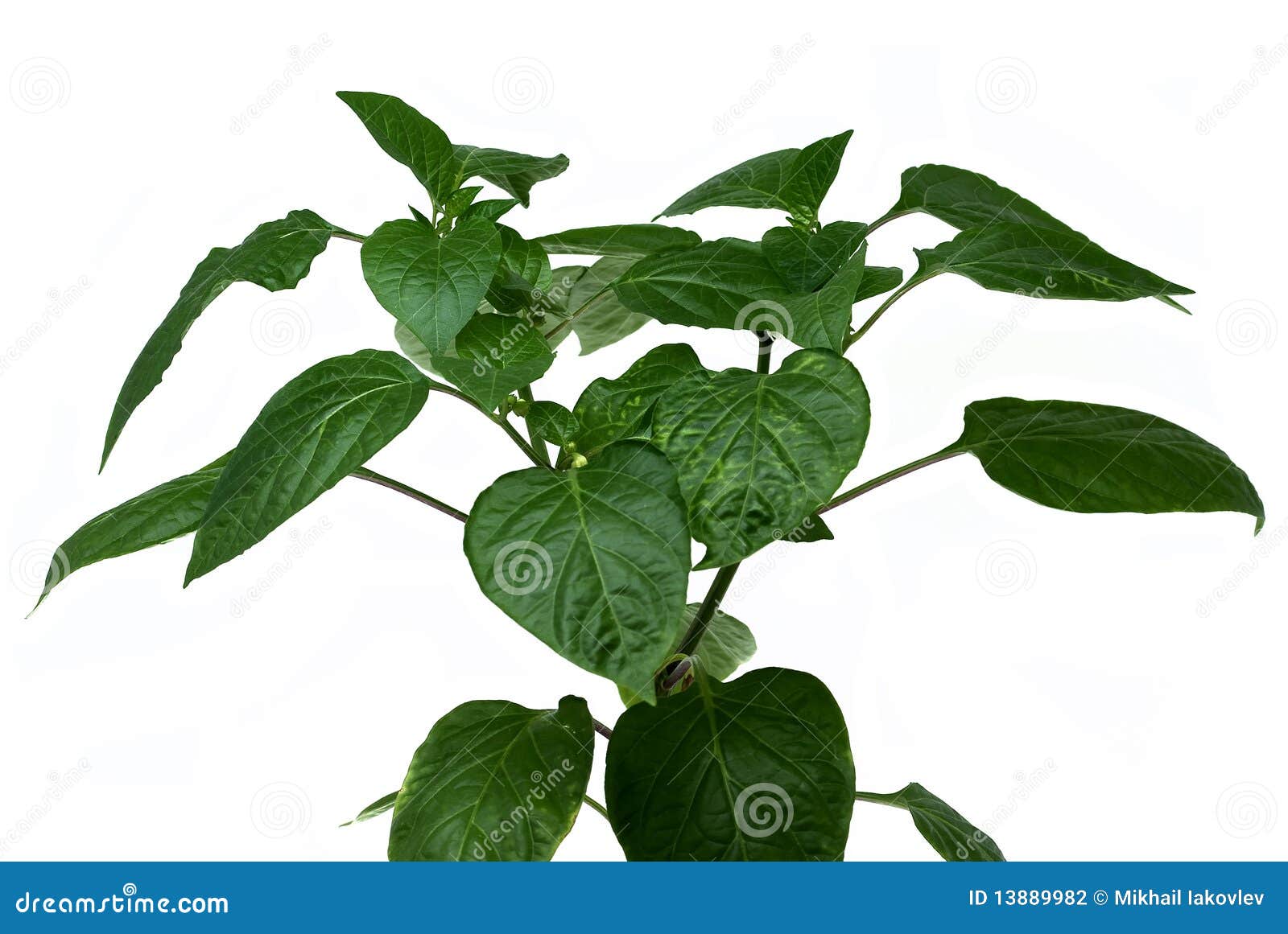 Pepper leaves stock photo. Image of cultivation, leaflets - 13889982