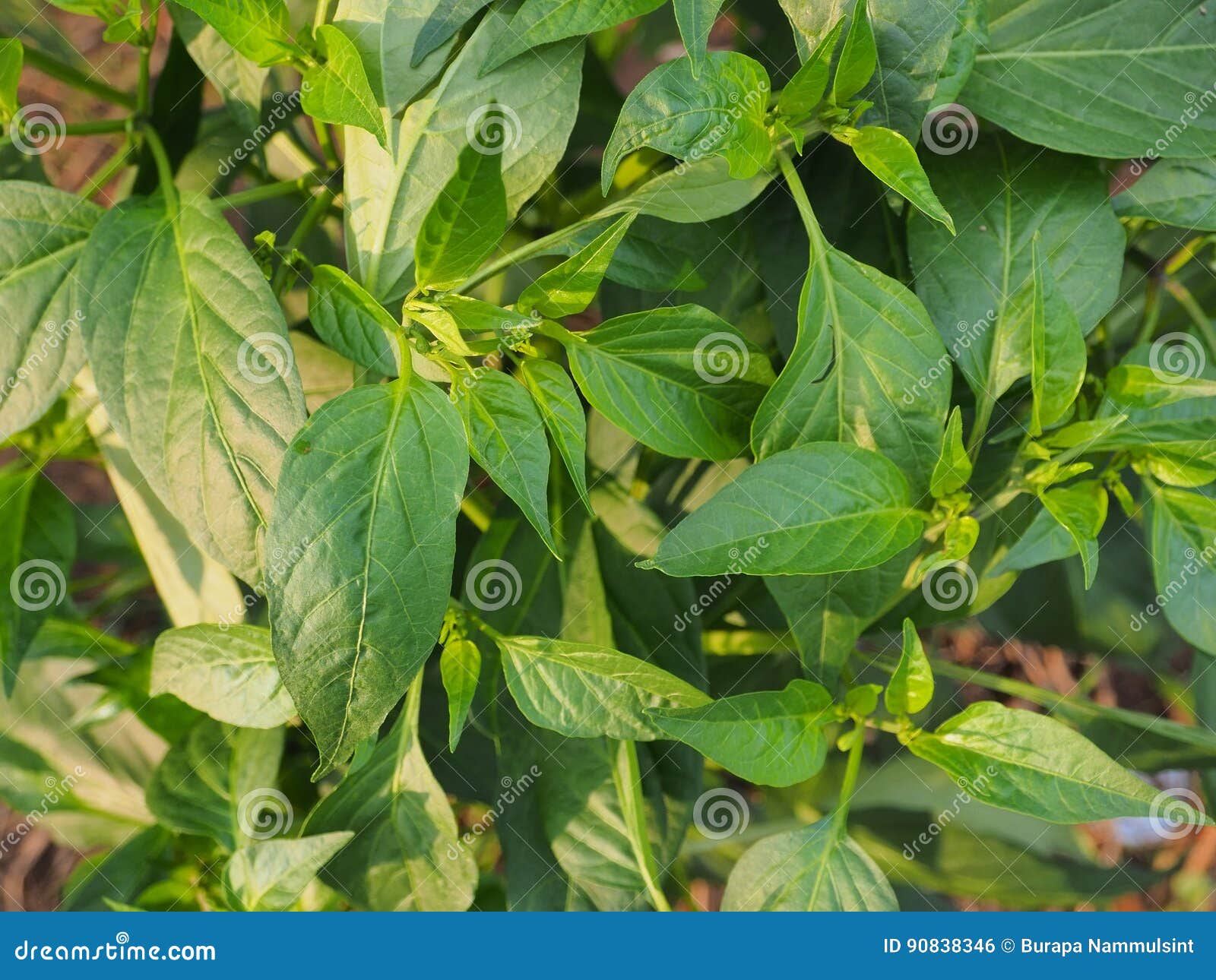 Pepper leaves. stock photo. Image of jungle, tropical - 90838346
