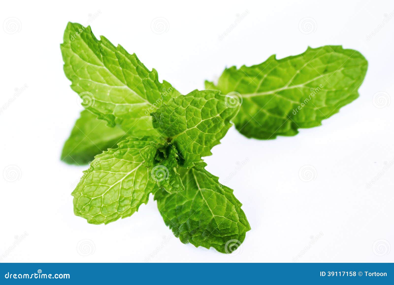 Pepper Mint on Isolated White Stock Photo - Image of background ...