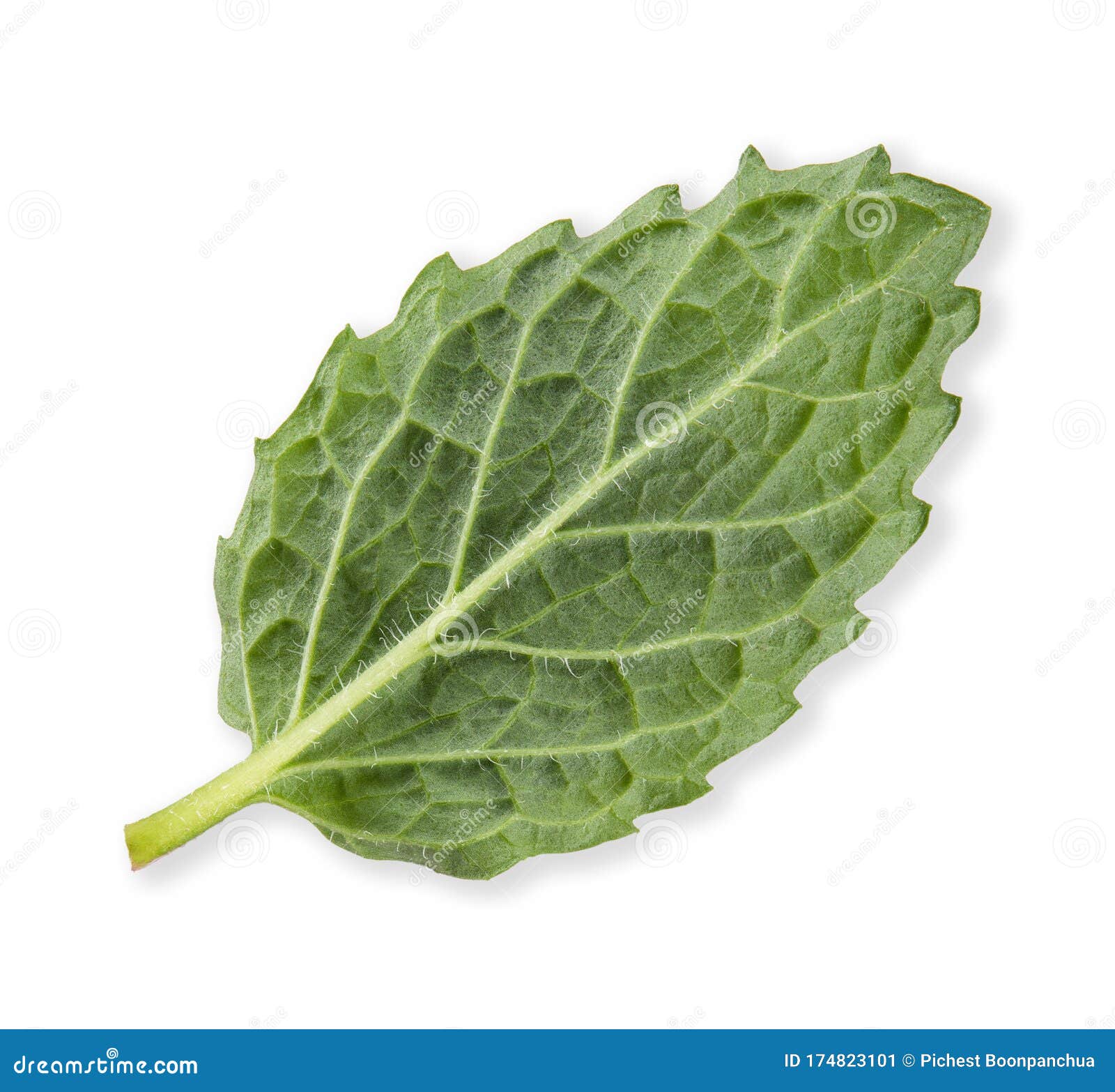 Pepper Mint Isolated on White Clipping Path Stock Image - Image of life ...