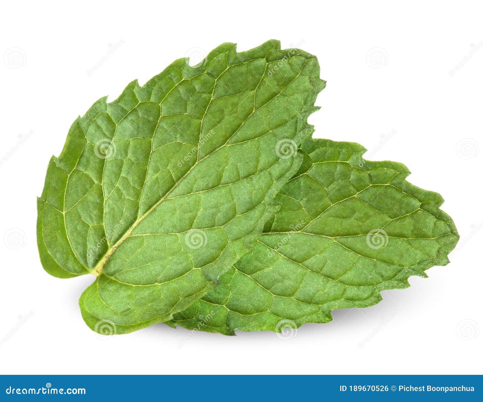 Pepper Mint Isolated on White Clipping Path Stock Photo - Image of ...