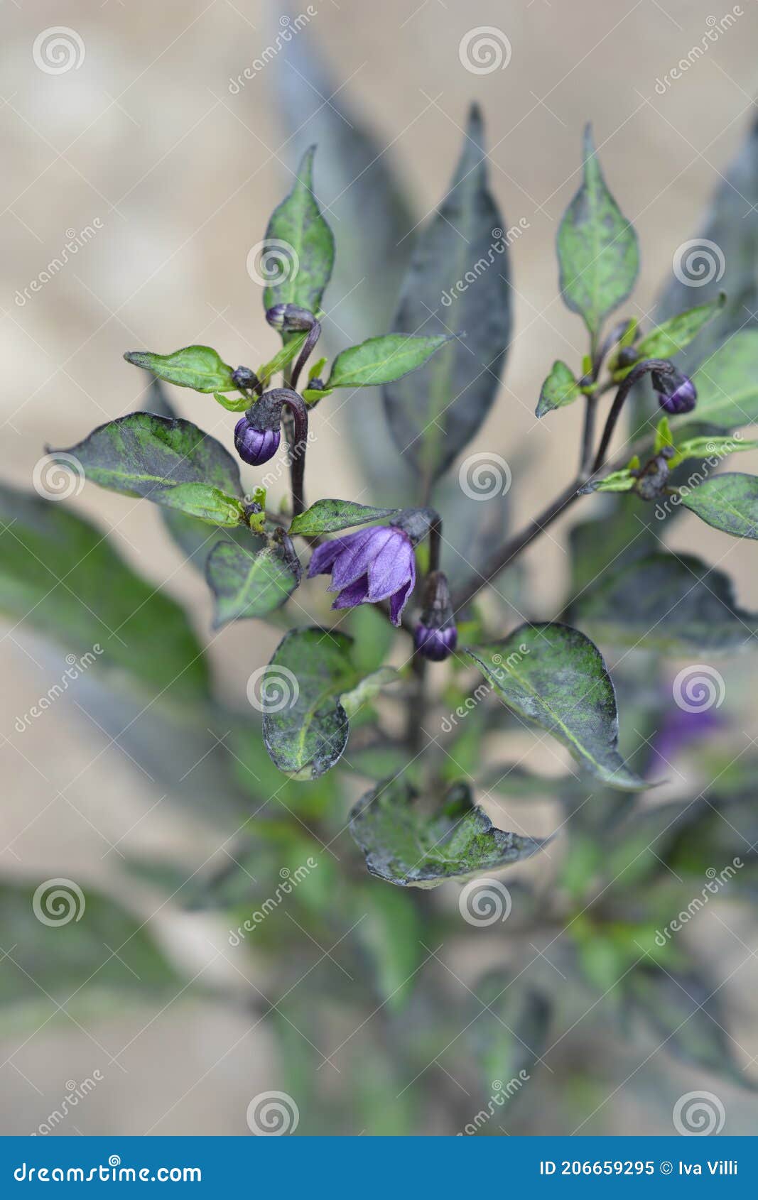 Pepper Peruvian Purple stock image. Image of paprika - 206659295