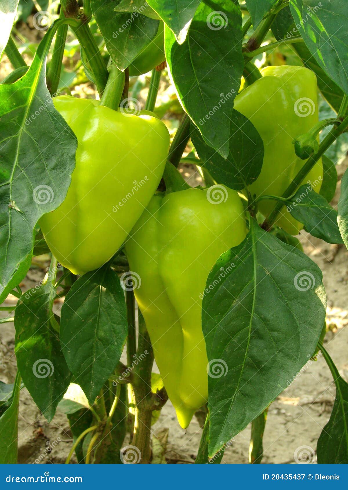 Pepper plant stock image. Image of growth, green, diet - 20435437