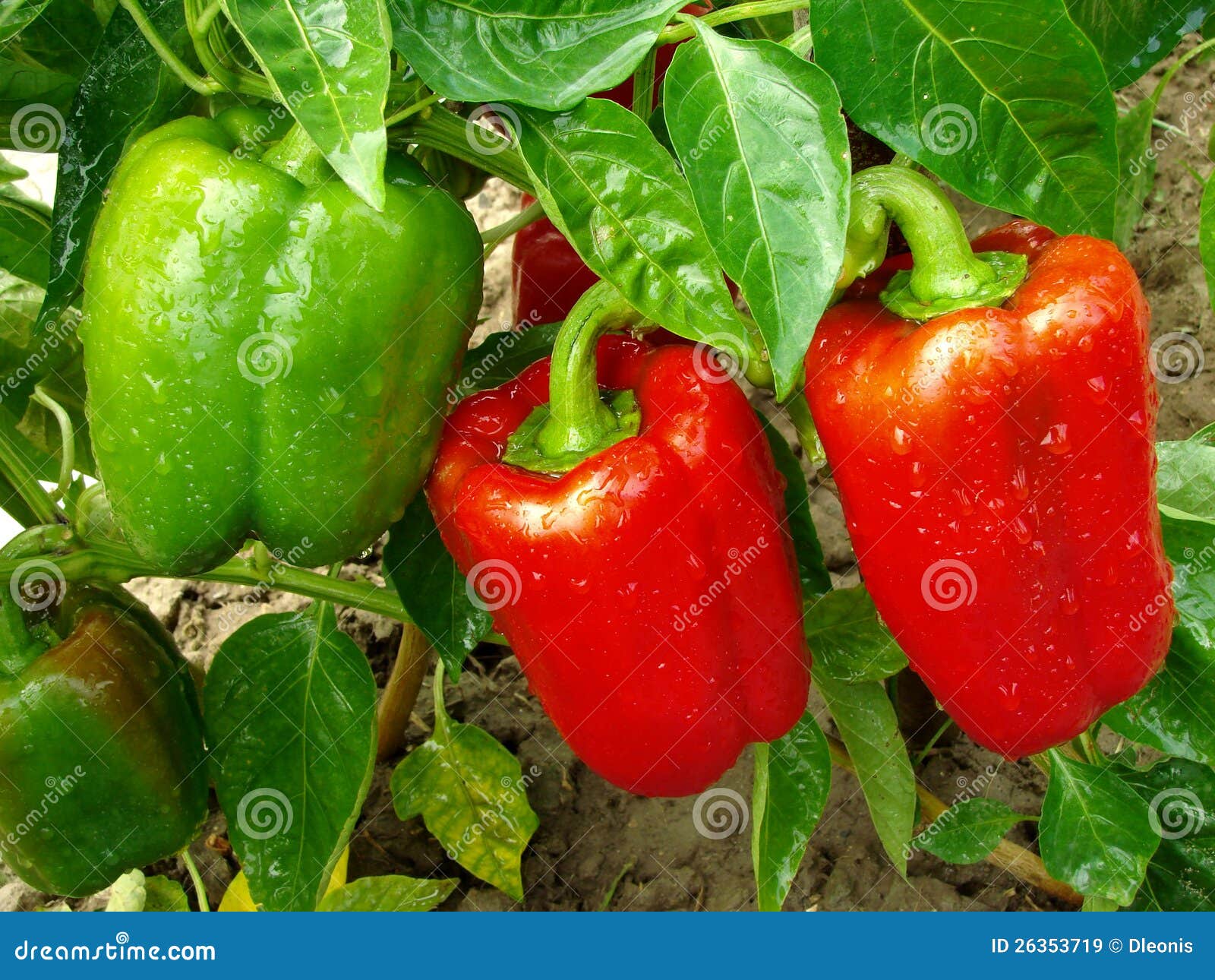 Pepper plant stock image. Image of leaf, grow, growing - 26353719