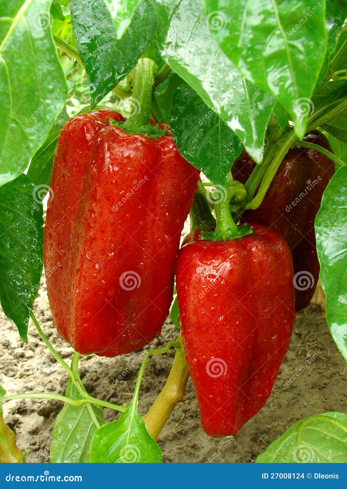 Pepper plant stock photo. Image of growing, botanical - 27008124
