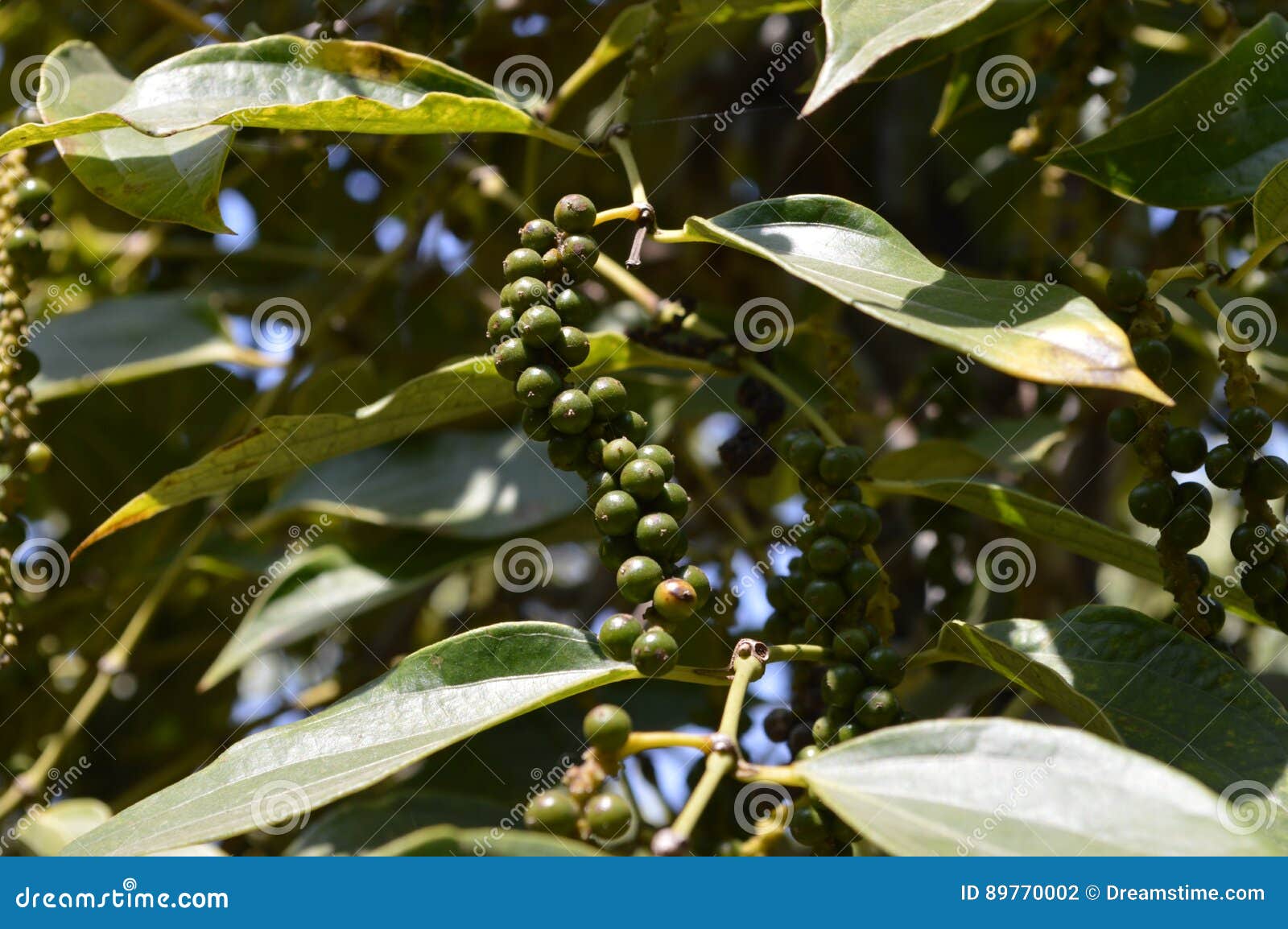 Pepper plant stock photo. Image of ingredient, natural - 89770002