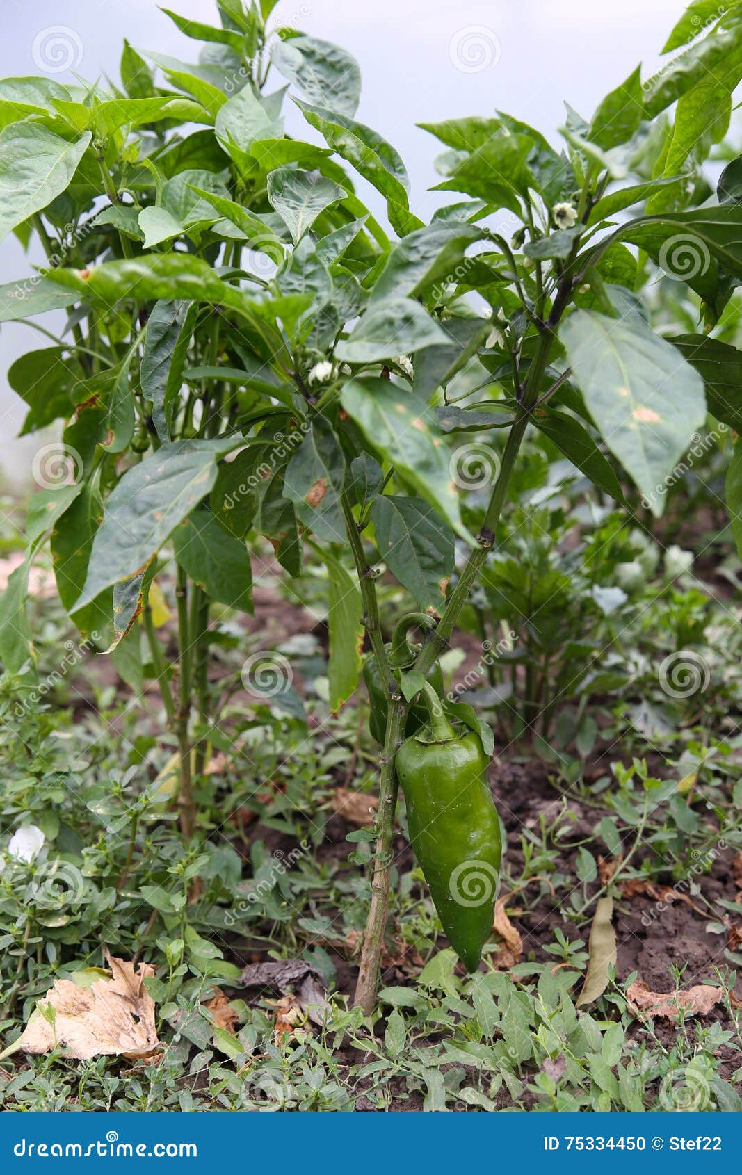 Pepper plant stock photo. Image of bush, healthy, horticulture - 75334450