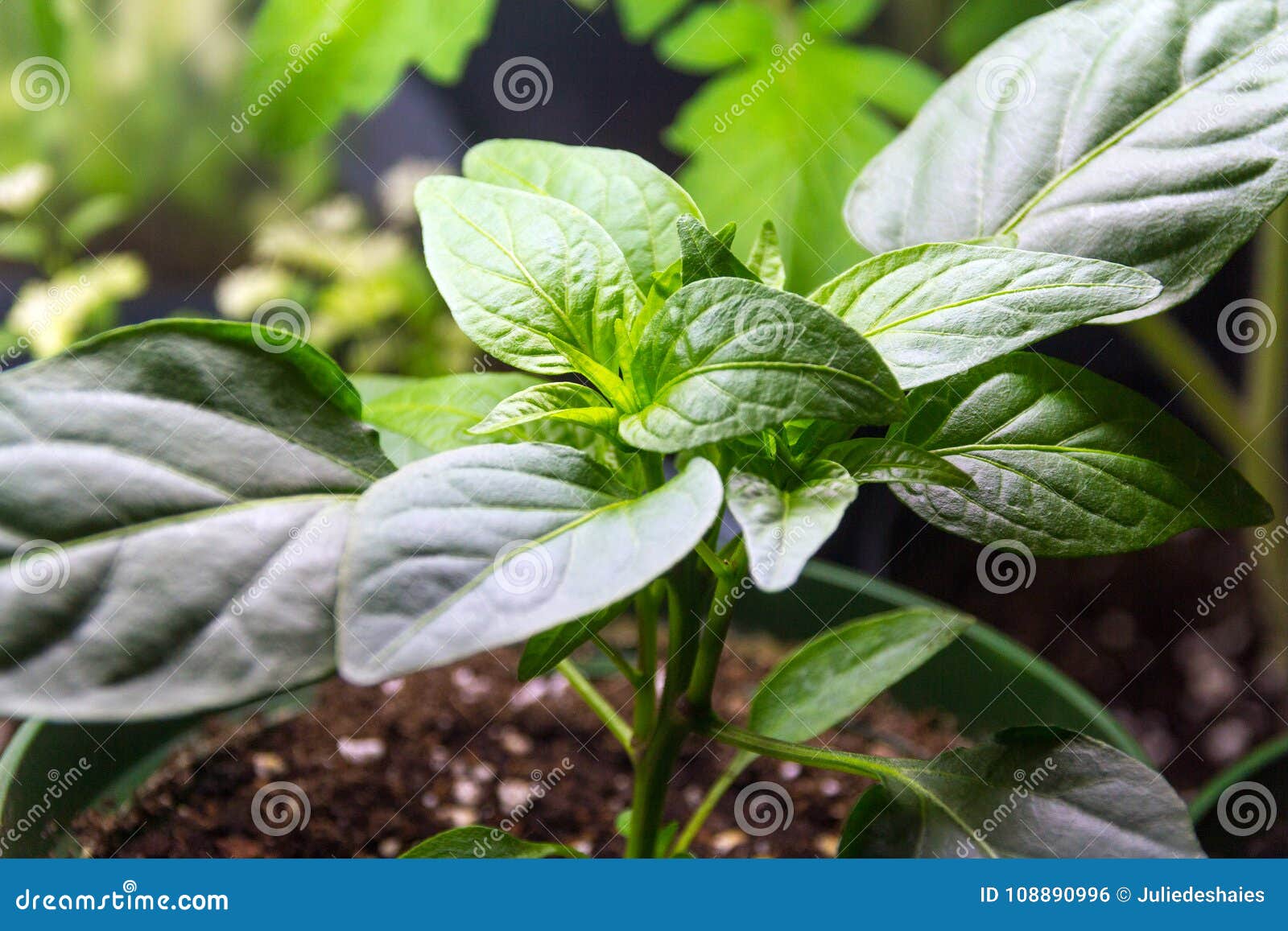 Pepper Plant Growing Indoor Stock Photo - Image of lighting, house ...