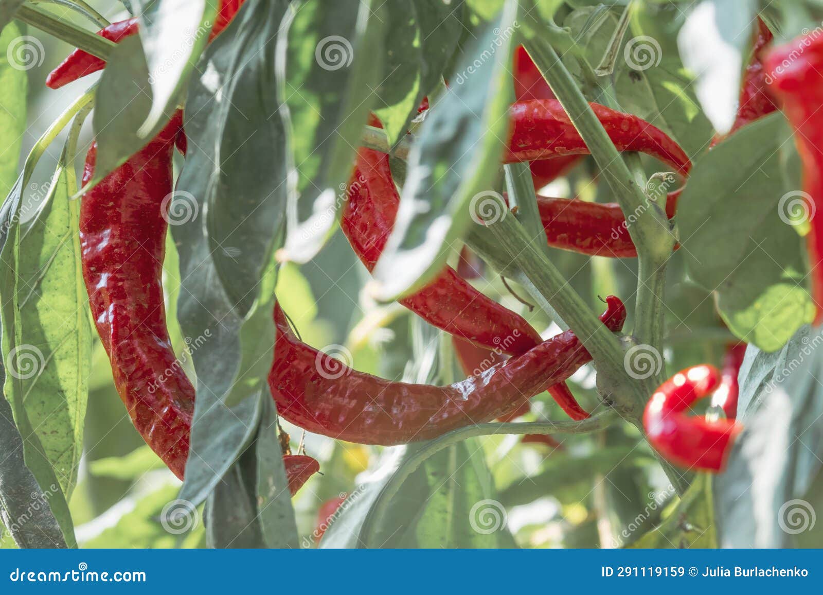 Pepper Plant with Red Pepper Pods Stock Image - Image of plant, spice ...