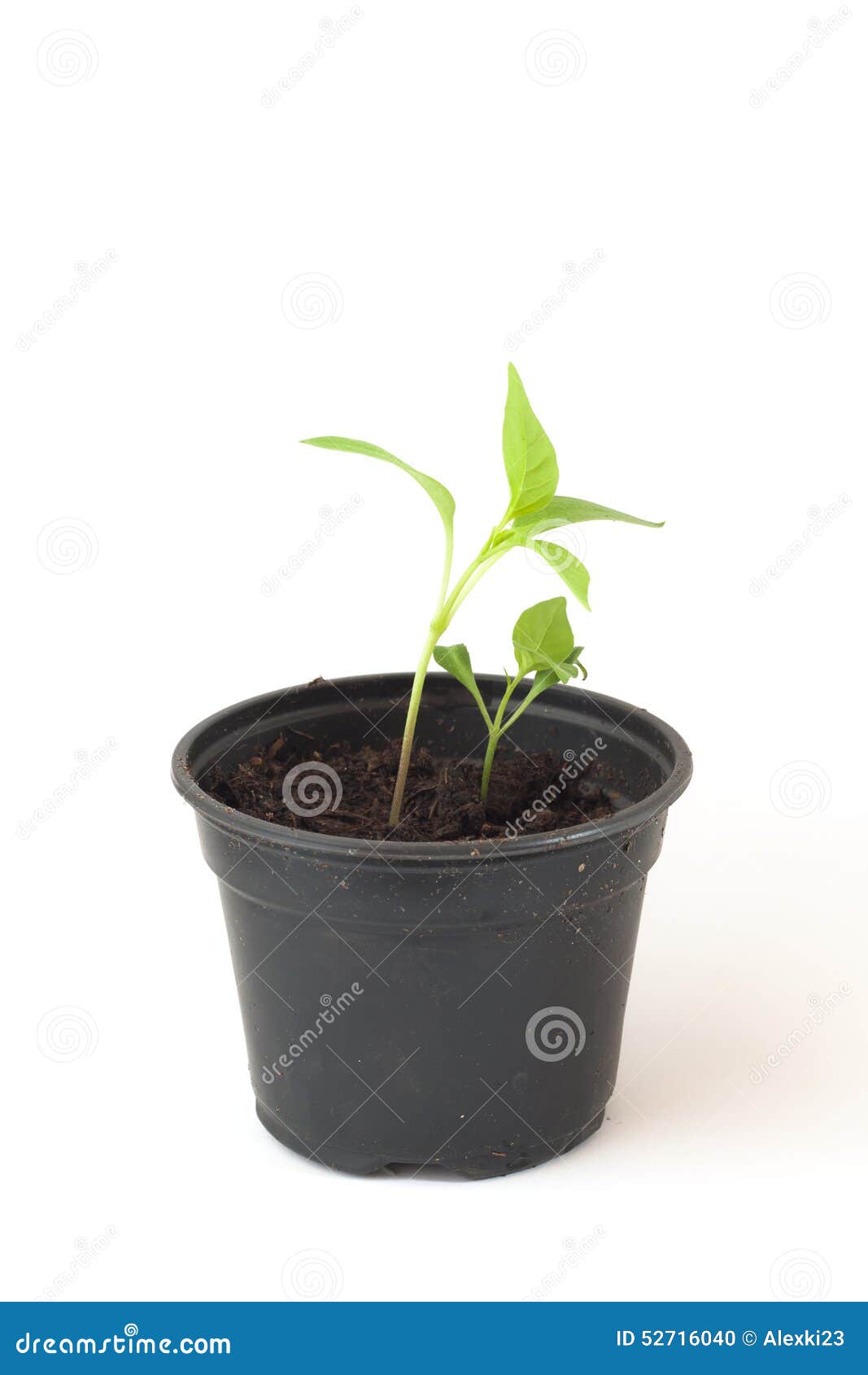 Pepper plant stock photo. Image of pepper, background - 52716040
