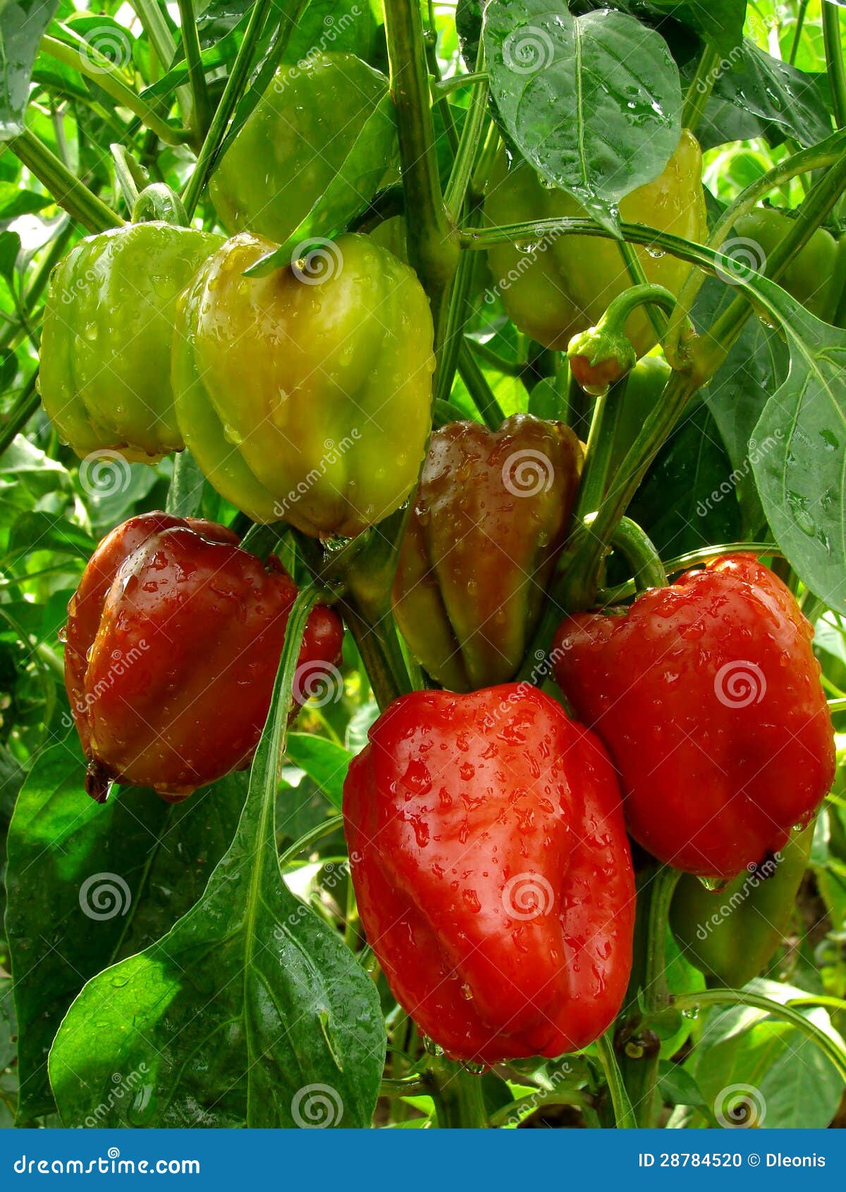 Pepper Plant after Watering Stock Photo - Image of farm, garden: 28784520