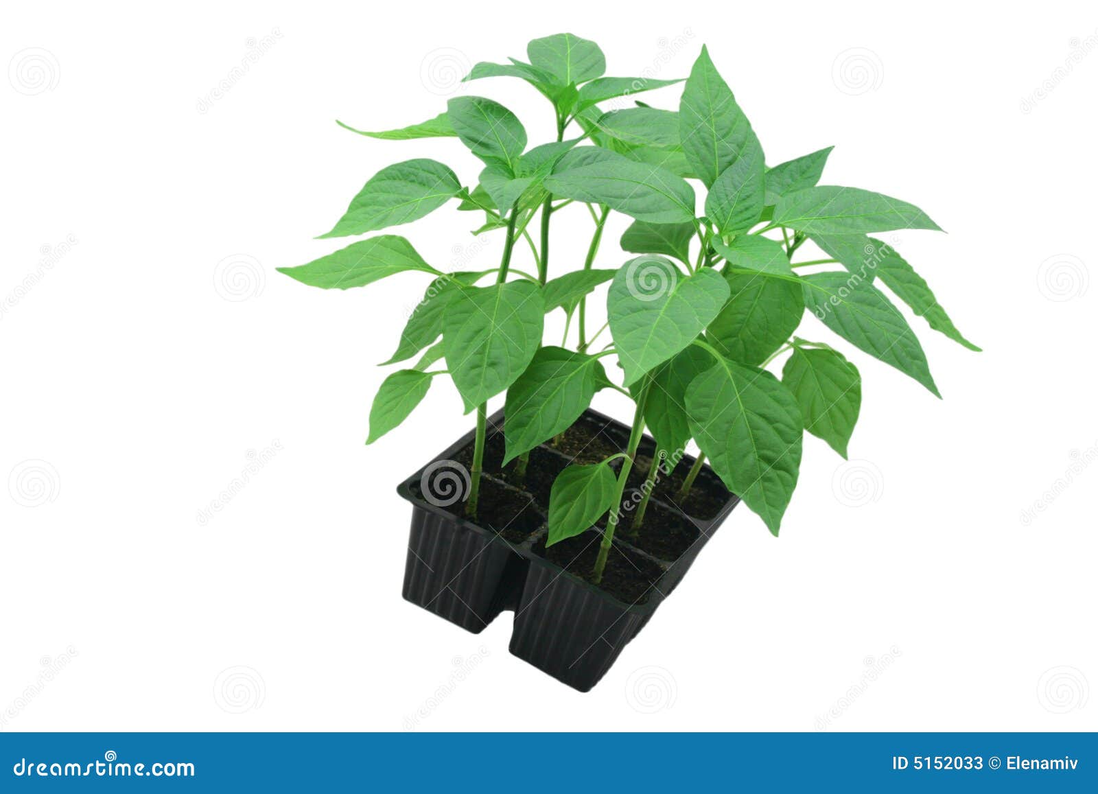 Pepper plants. stock image. Image of botany, life, plants - 5152033