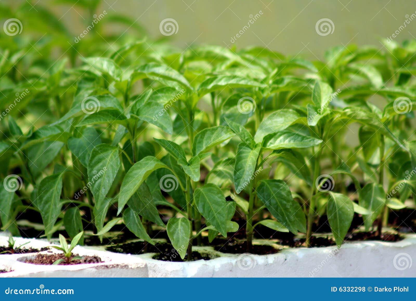 Pepper plants stock photo. Image of balcony, plant, capsicum - 6332298