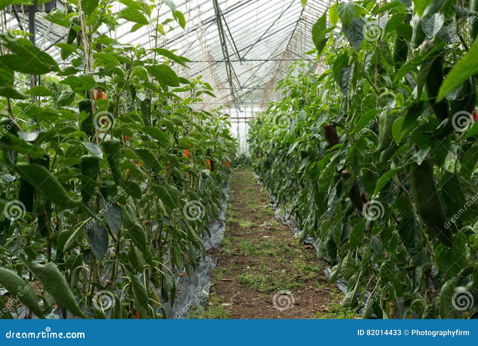 Pepper Plants in Rows stock image. Image of fresh, paprika - 82014433
