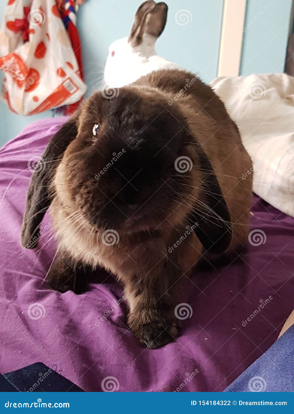 Pepper Rabbit Lop Eared Bunny. Stock Photo - Image of bunny, pepper ...