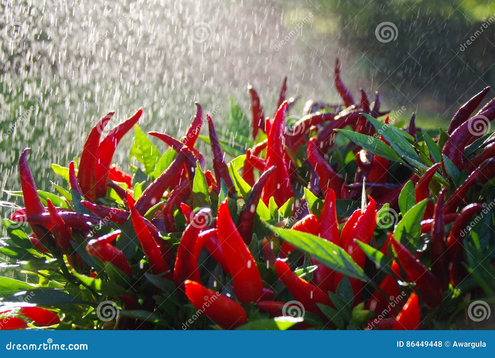 Pepper in the rain stock photo. Image of leaves, water - 86449448