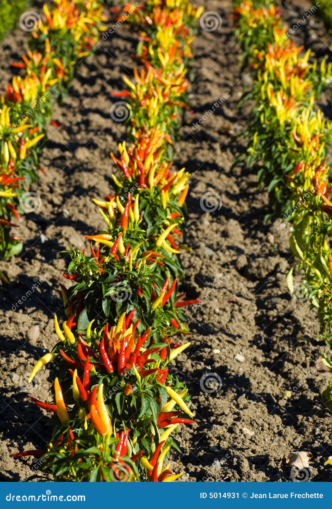 Pepper row stock image. Image of leaf, nature, botany - 5014931