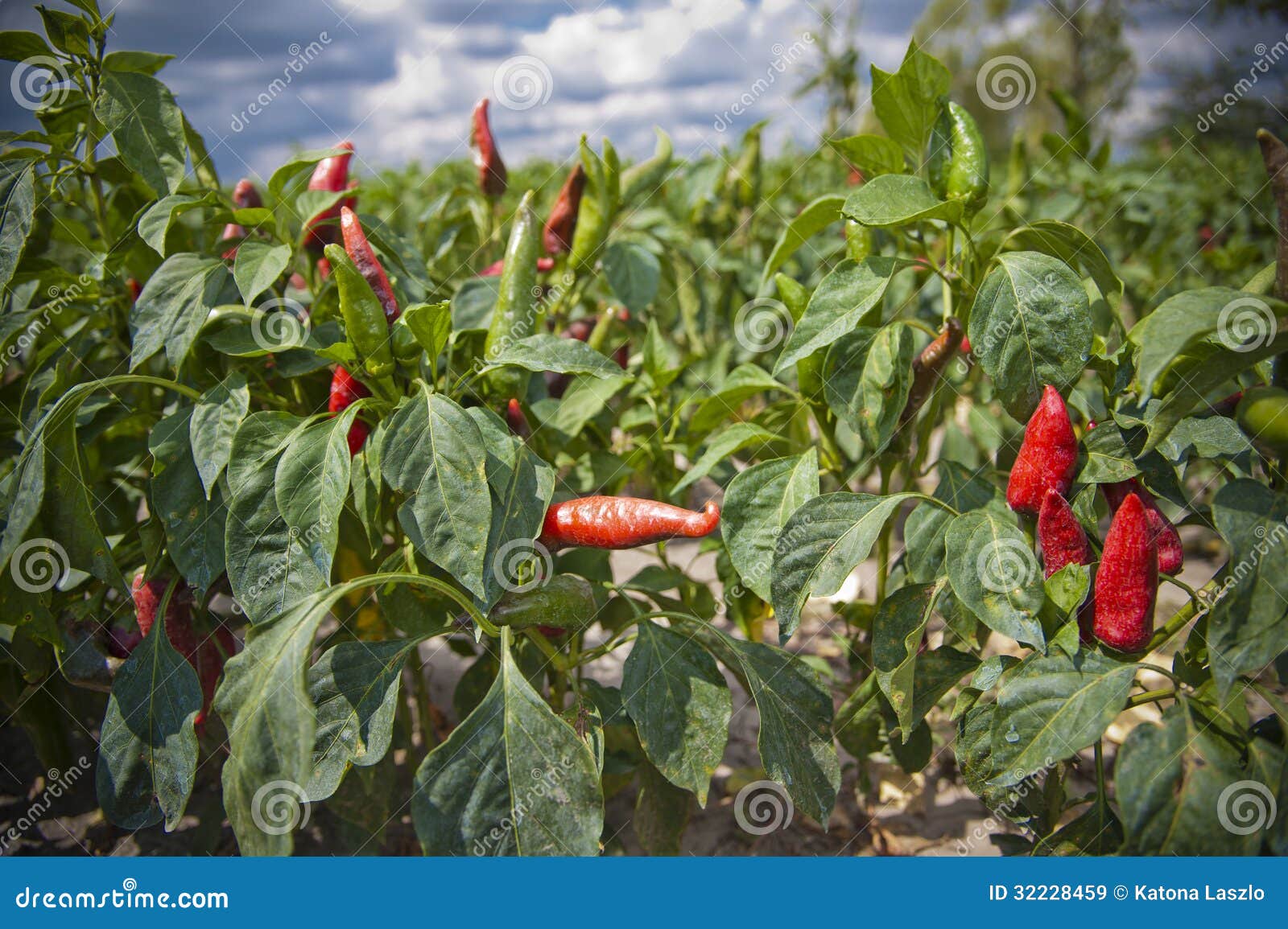 Pepper Chili Seedling Field Stock Image - Image of spice, field: 32228459