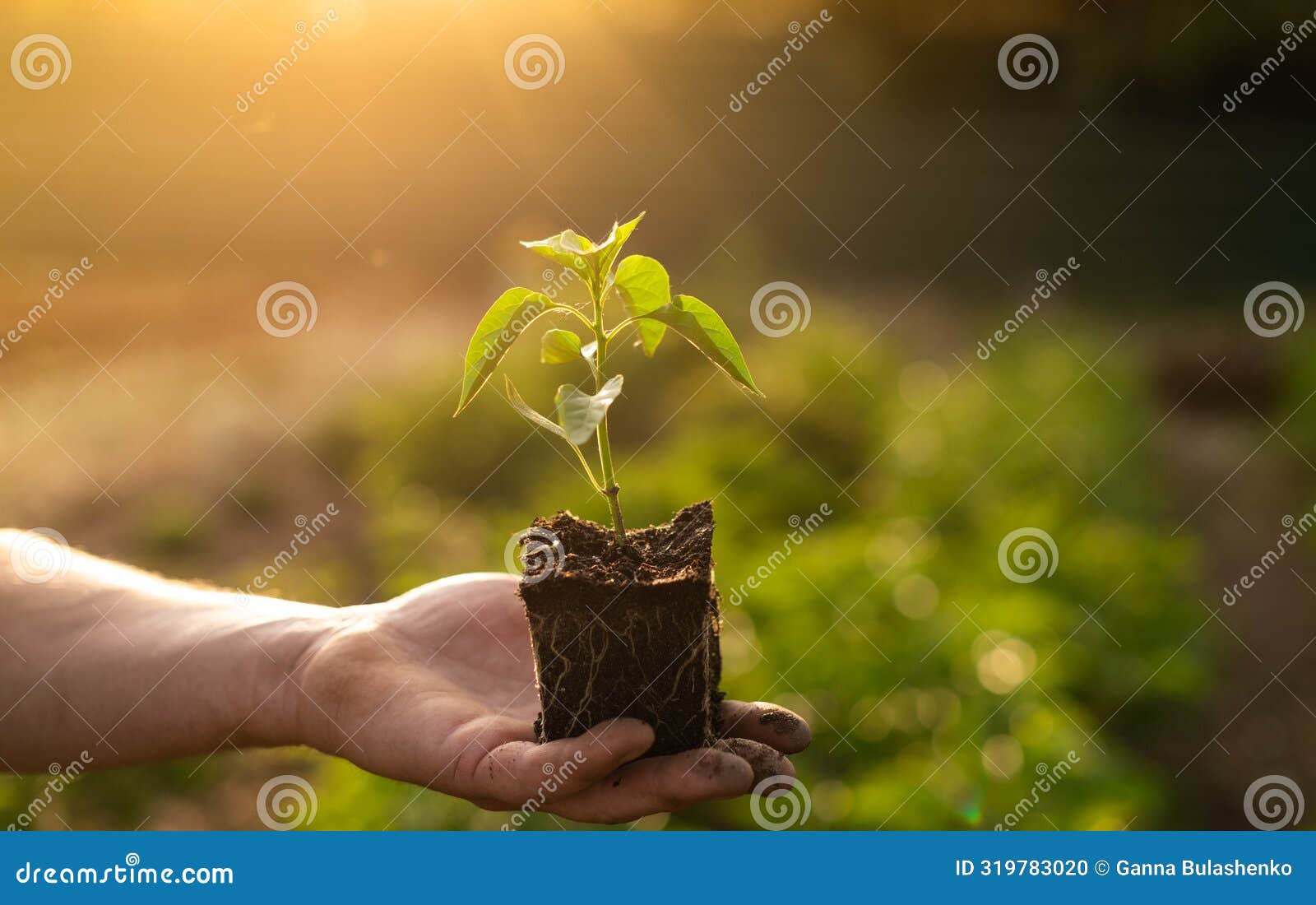 A Pepper Seedling with a Well-developed Root System on a Man S Palm ...