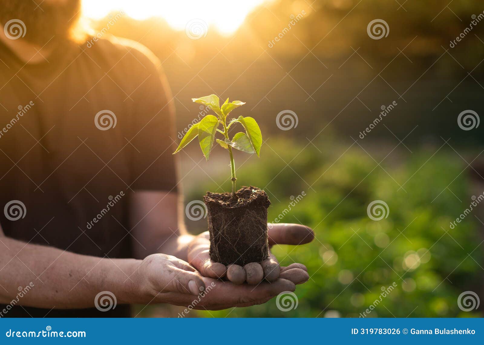 A Pepper Seedling with a Well-developed Root System on a Man S Palm ...