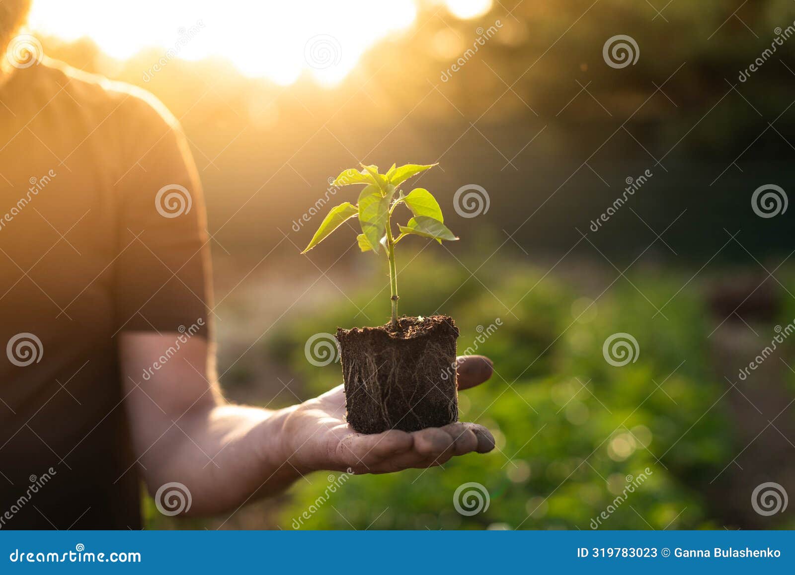 A Pepper Seedling with a Well-developed Root System on a Man S Palm ...