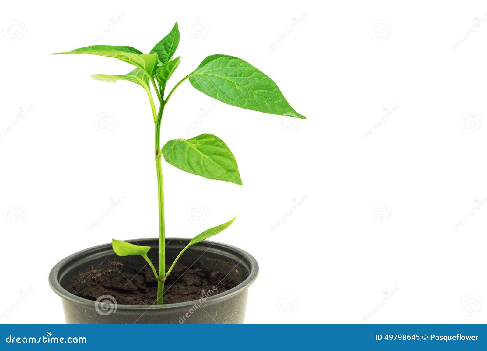 Pepper Seedling on a White Background Stock Image - Image of closeup ...