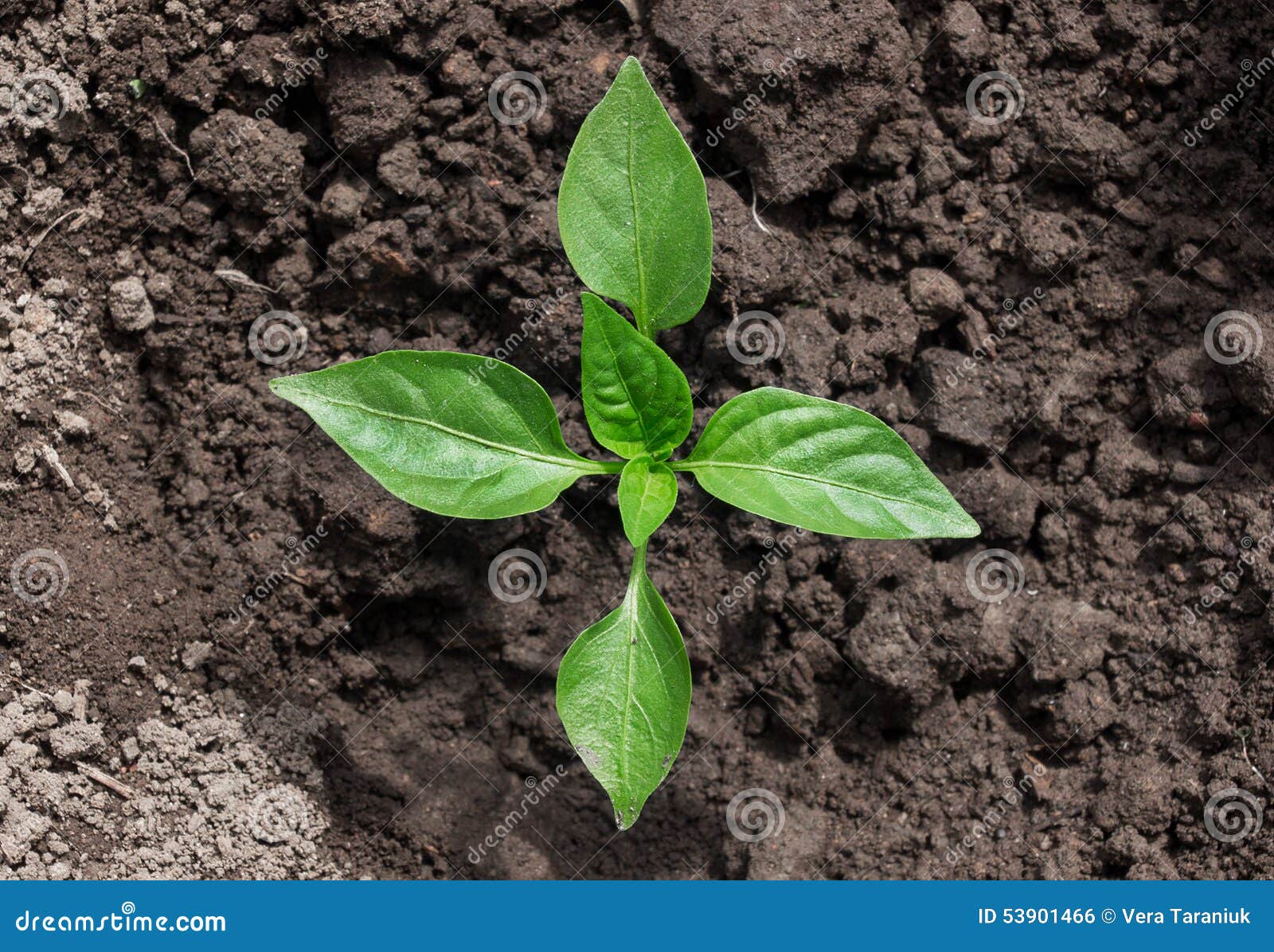 What's wrong with my hot pepper? =( : r/gardening