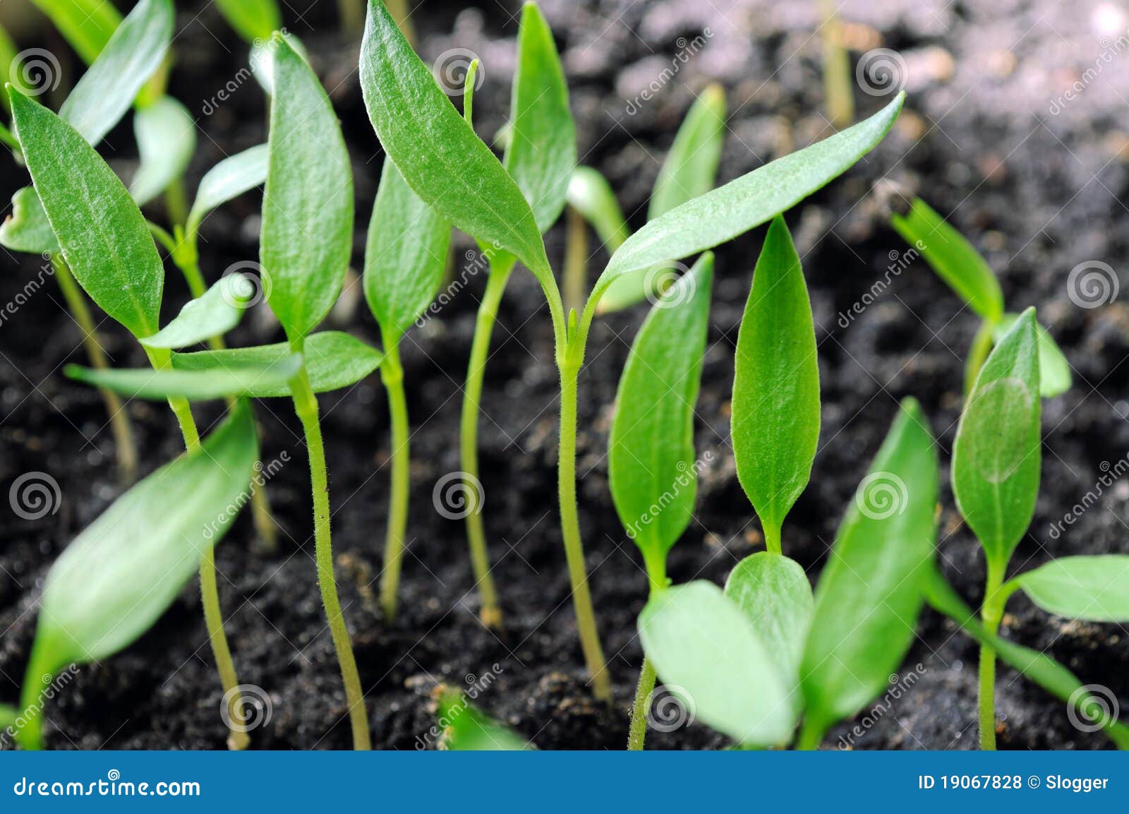 Pepper seedlings stock photo. Image of pepper, vegetable - 19067828
