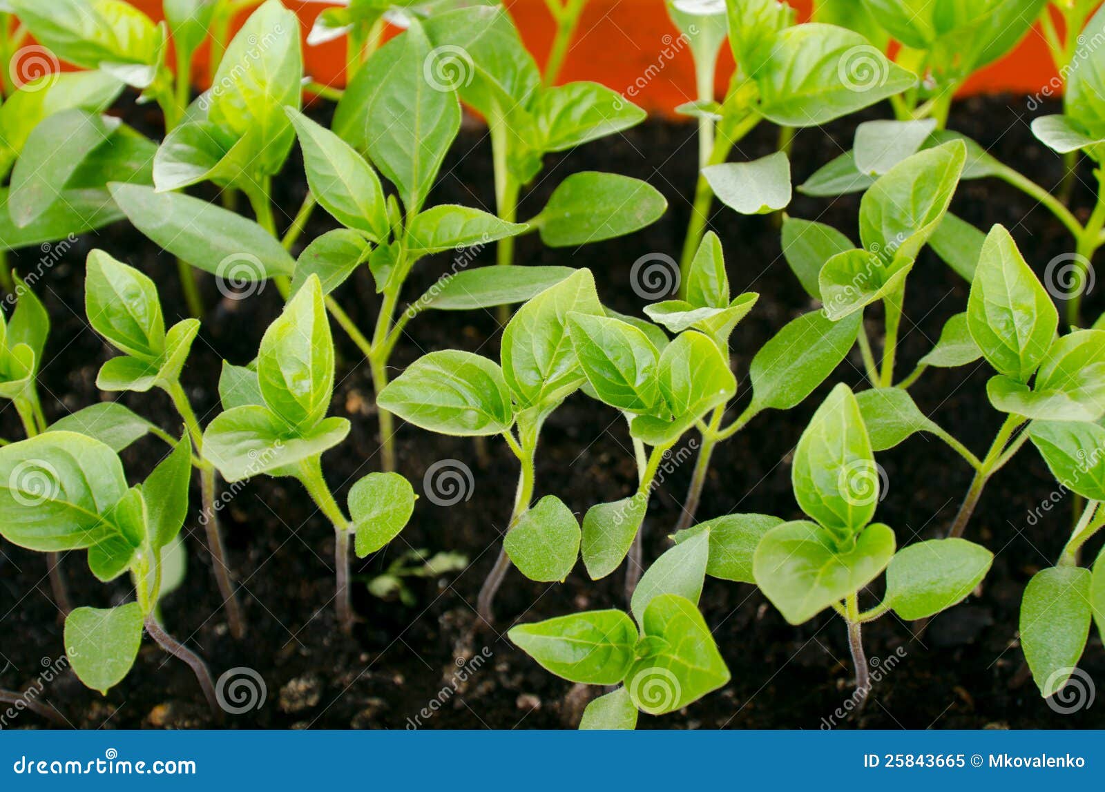 Pepper seedlings stock image. Image of sprouts, growth - 25843665