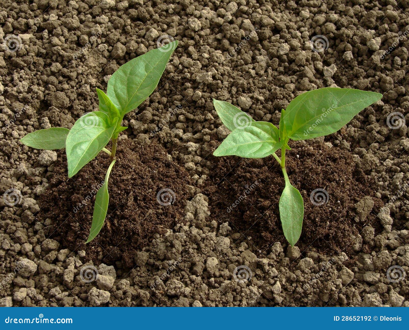 Pepper seedlings stock photo. Image of leaves, dirt, green - 28652192