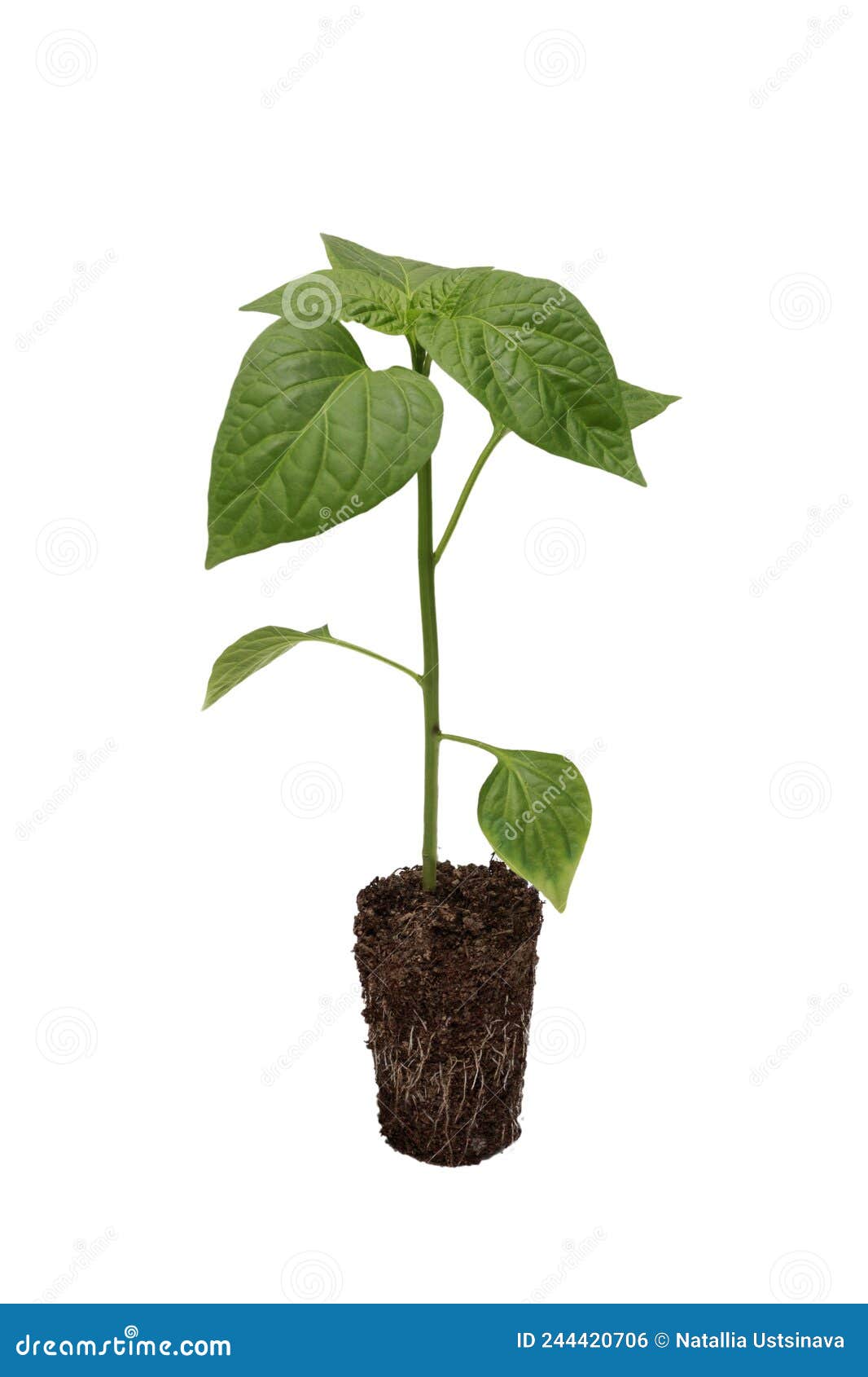 Pepper Seedlings. Bell Pepper Seedling with a Well-developed Root ...
