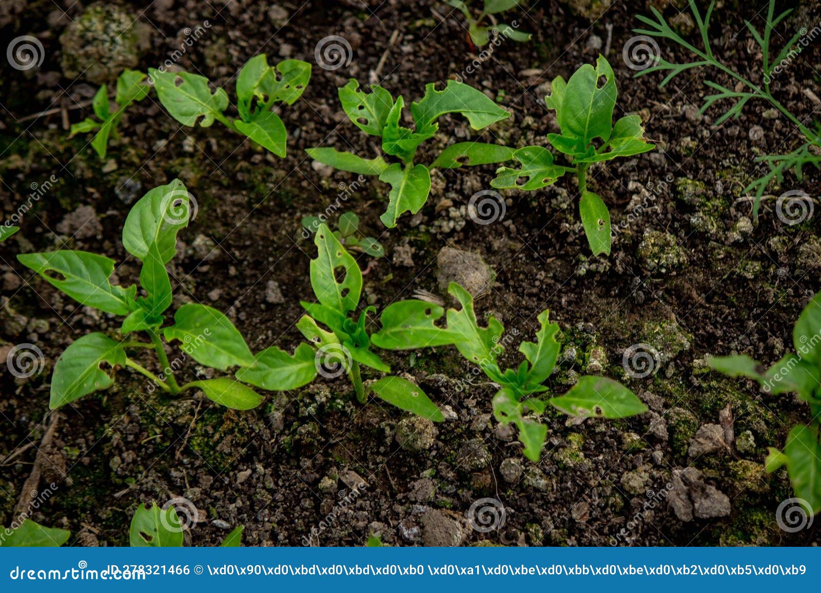 Pepper Seedlings are Eaten by Bugs Stock Photo - Image of farm, eating ...